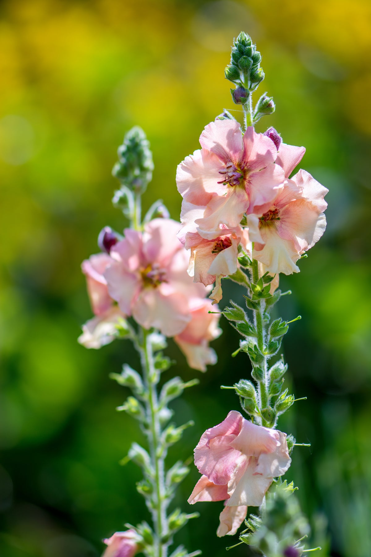 Apricot Column Stock Seeds — Rohrer Seeds