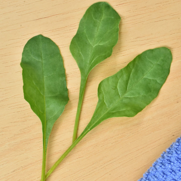 Touchstone Gold Beet | Rohrer Seeds