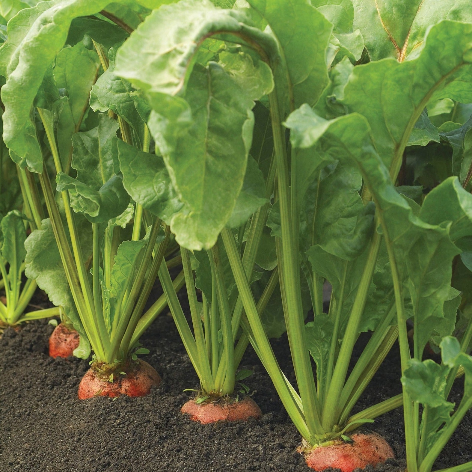 Touchstone Gold Beet Seeds — Rohrer Seeds