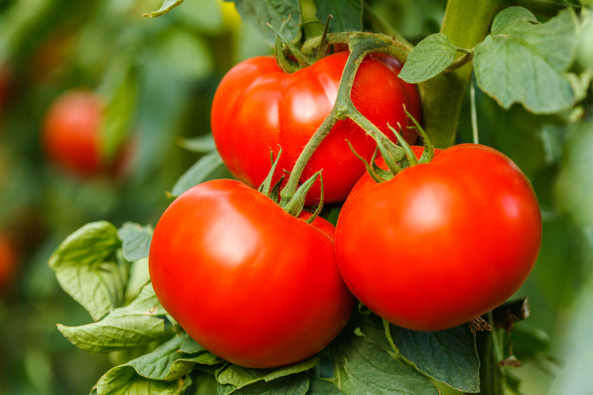 Big Beef Plus Hybrid Tomato Seeds — Rohrer Seeds
