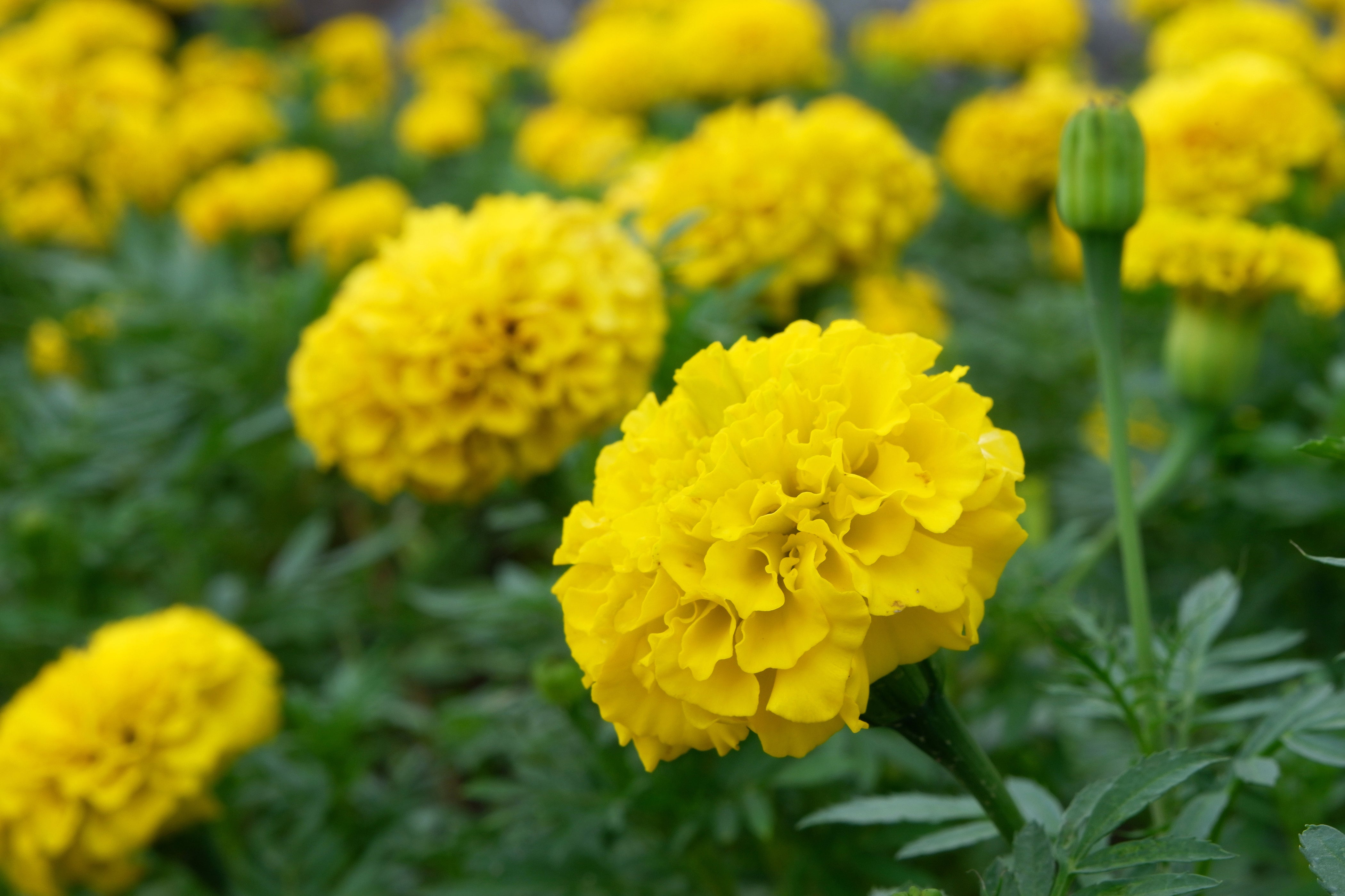 Bonanza Yellow Marigold Seeds — Rohrer Seeds