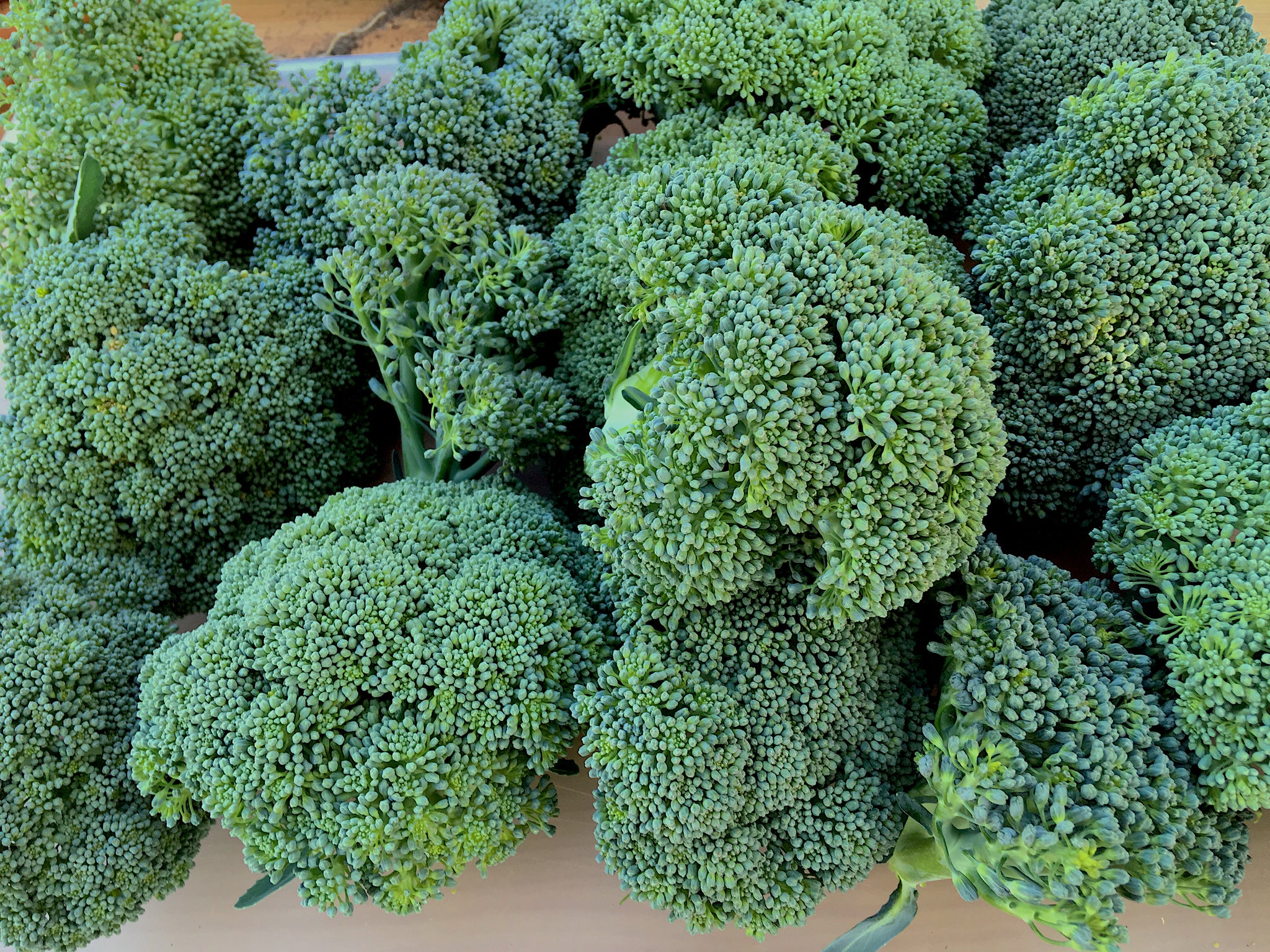 Broccoli Seeds — Rohrer Seeds