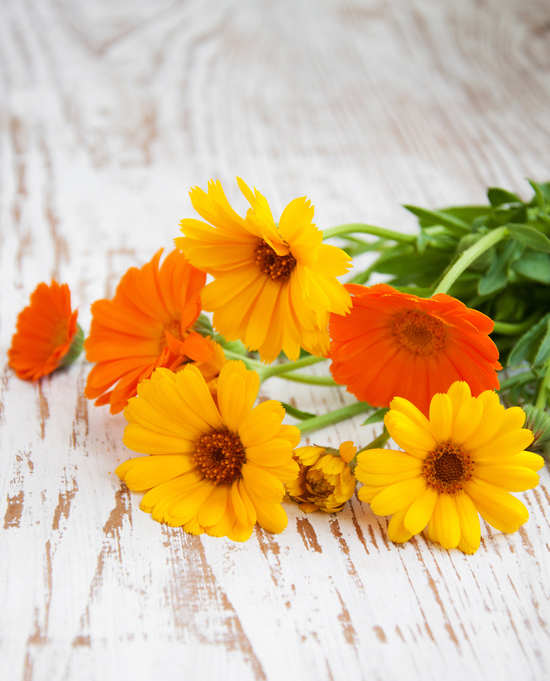 Pacific Beauty Calendula Seeds — Rohrer Seeds