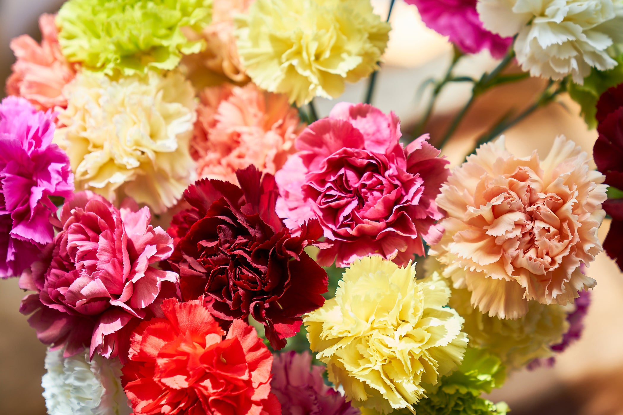 Chabaud Mix, Carnation — Rohrer Seeds