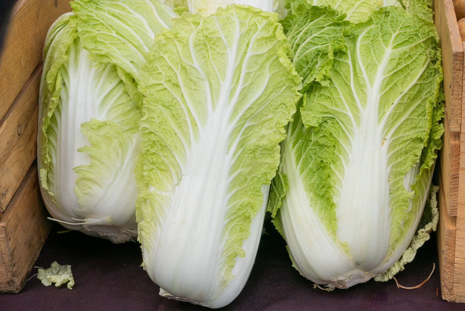 Cabbage Seeds — Rohrer Seeds