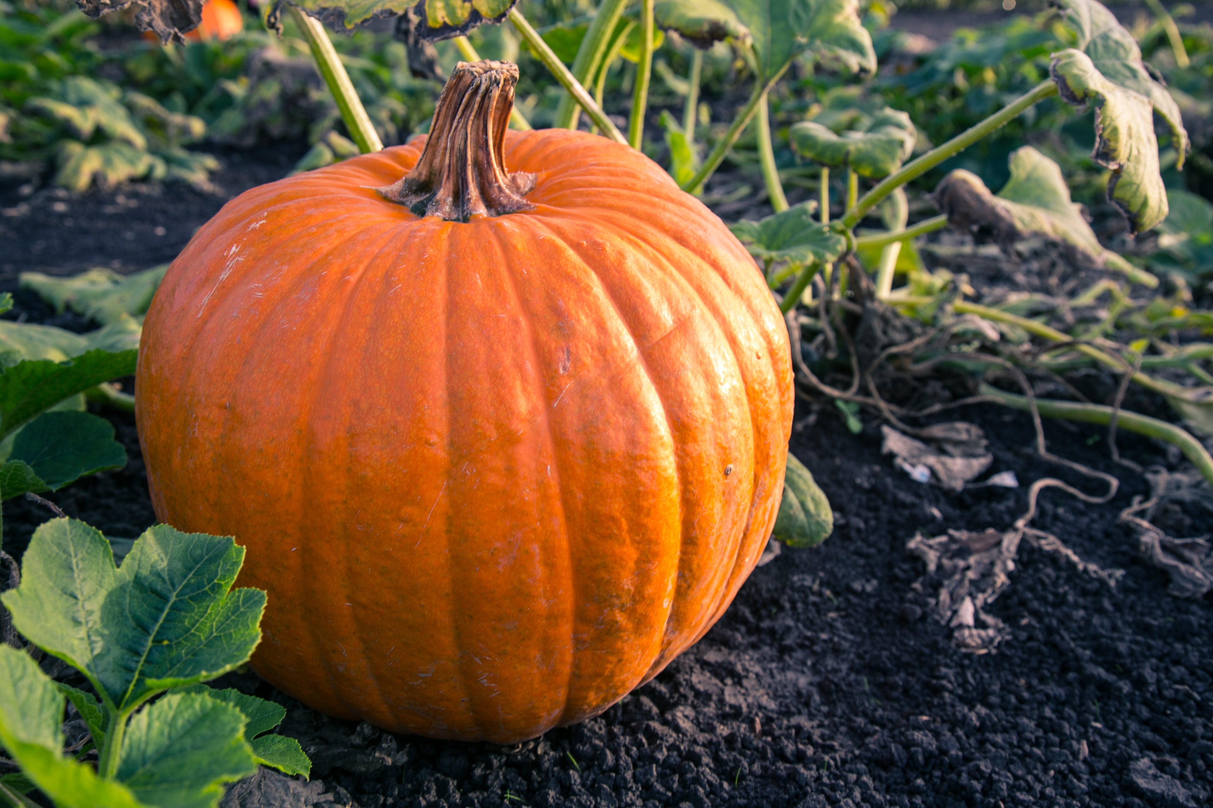 Connecticut Field Pumpkin Seeds — Rohrer Seeds