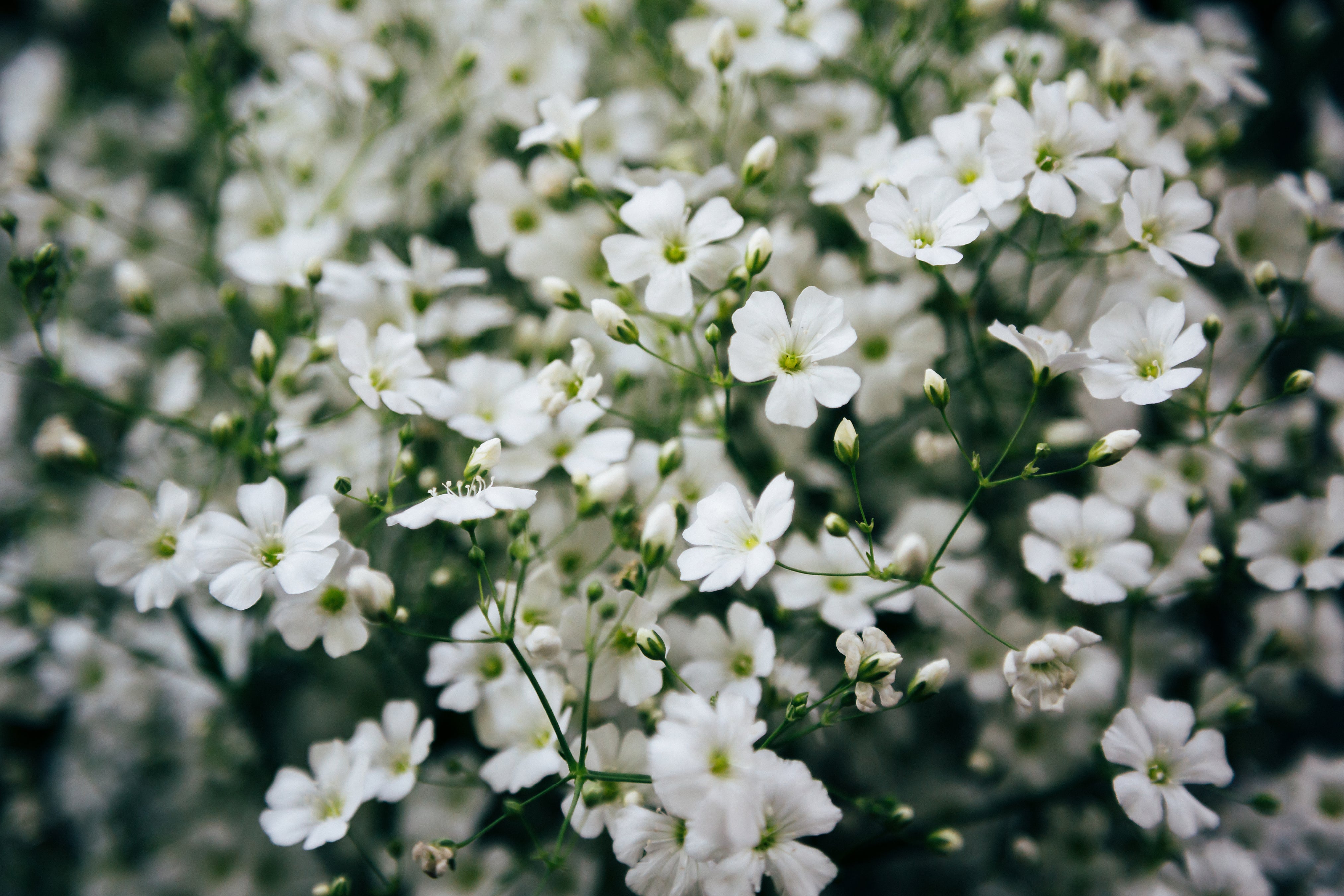 Flowers A-C — Rohrer Seeds