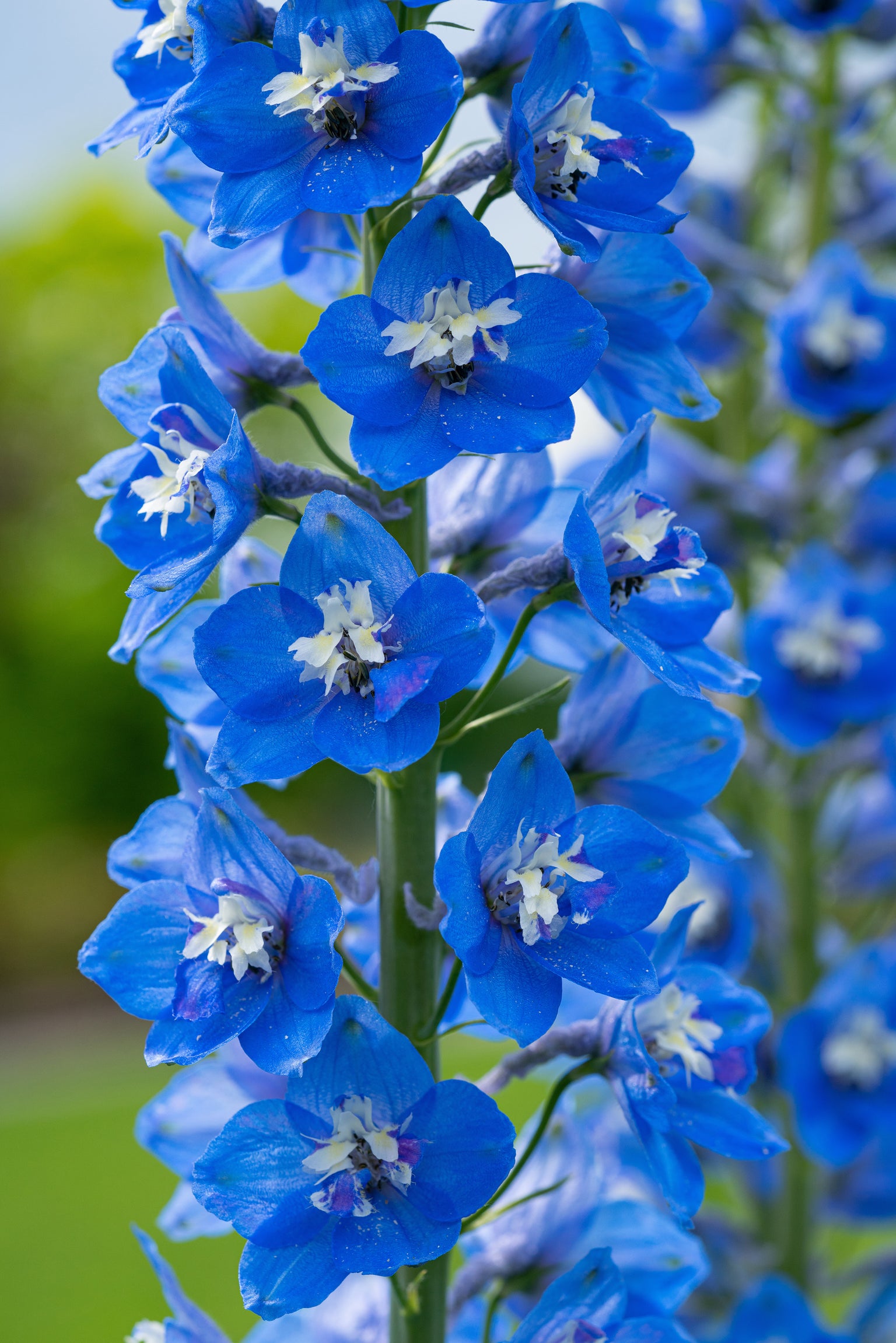 Larkspur Seeds — Rohrer Seeds