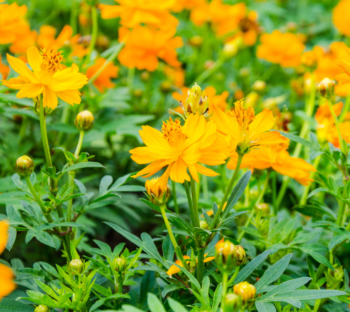 Double Flowered Coreopsis Seeds — Rohrer Seeds