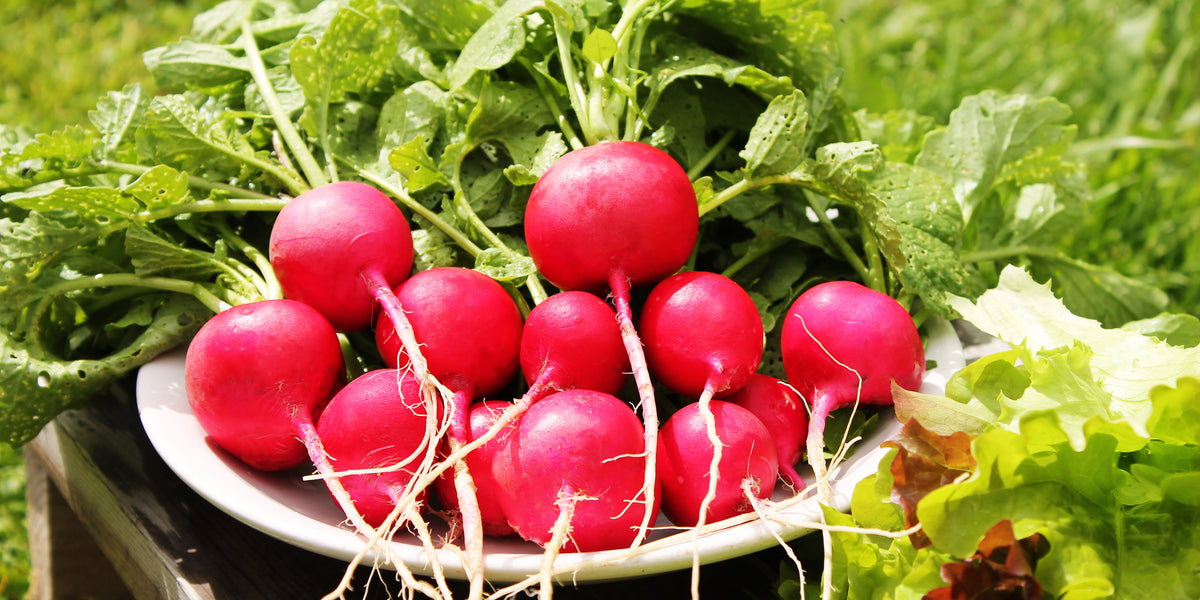 Early Scarlet Globe Radish Seeds — Rohrer Seeds