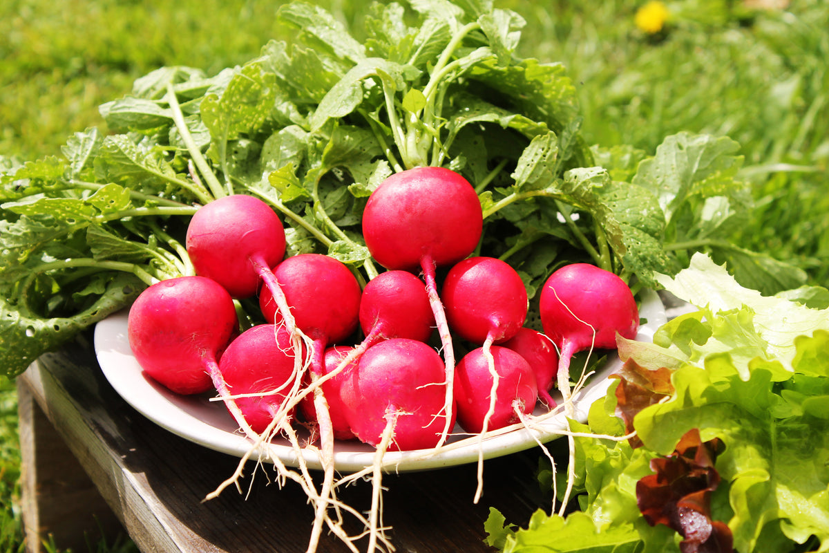 Early Scarlet Globe Radish Seeds — Rohrer Seeds