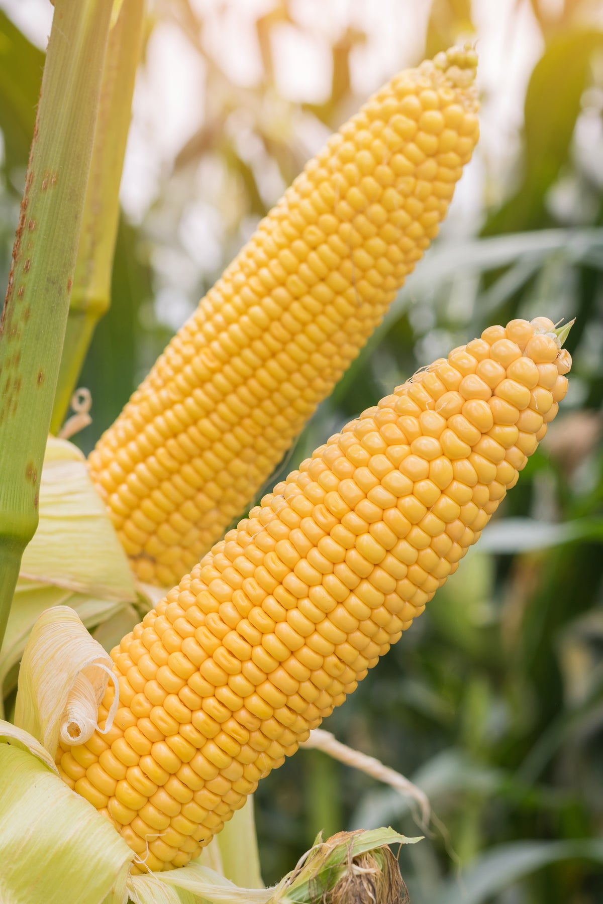 Equinox Sweet Corn Seeds — Rohrer Seeds