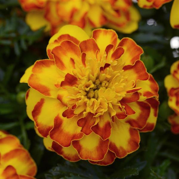 Flamenco Marigold Seeds — Rohrer Seeds