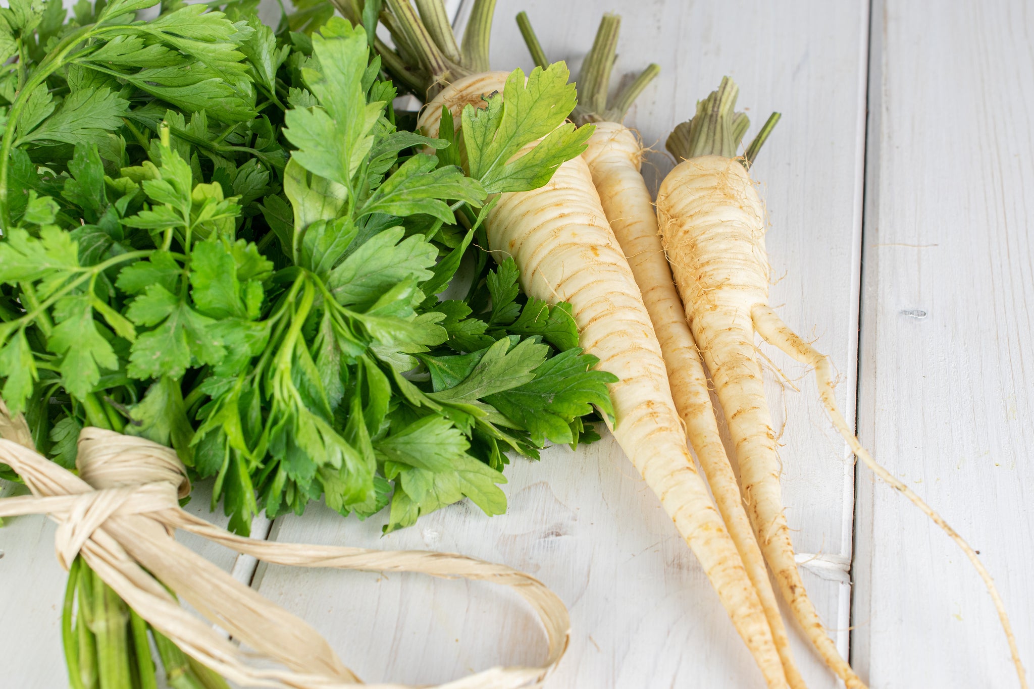 Parsley Seeds — Rohrer Seeds