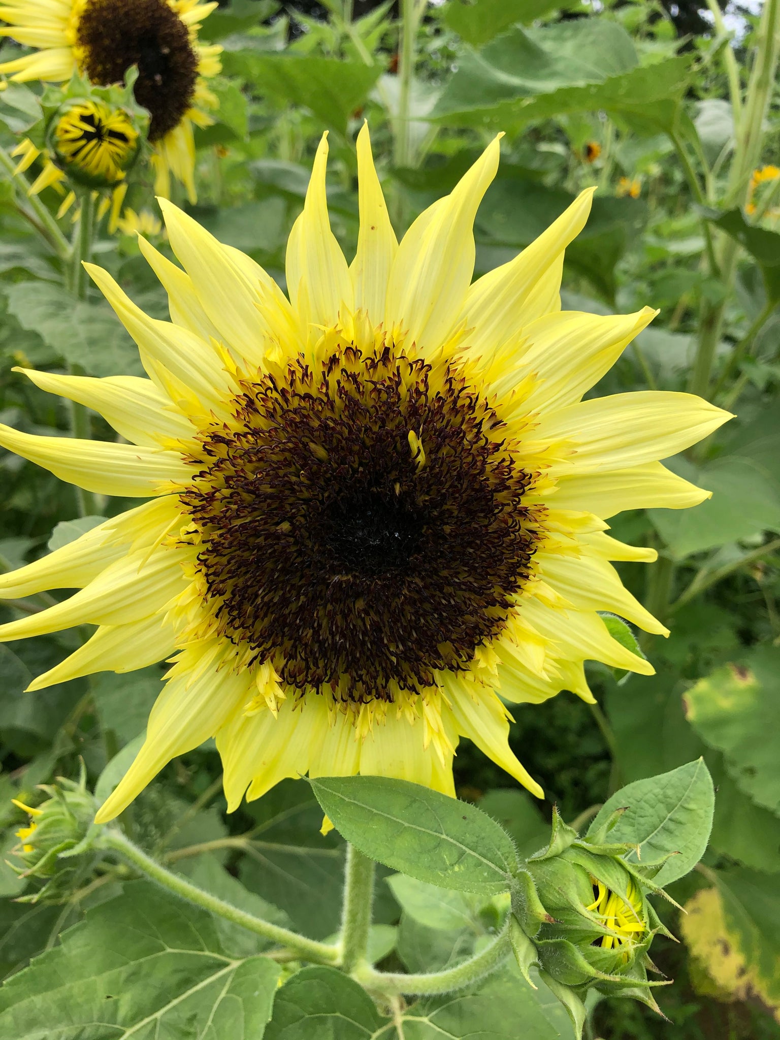 Sunflower Seeds — Rohrer Seeds