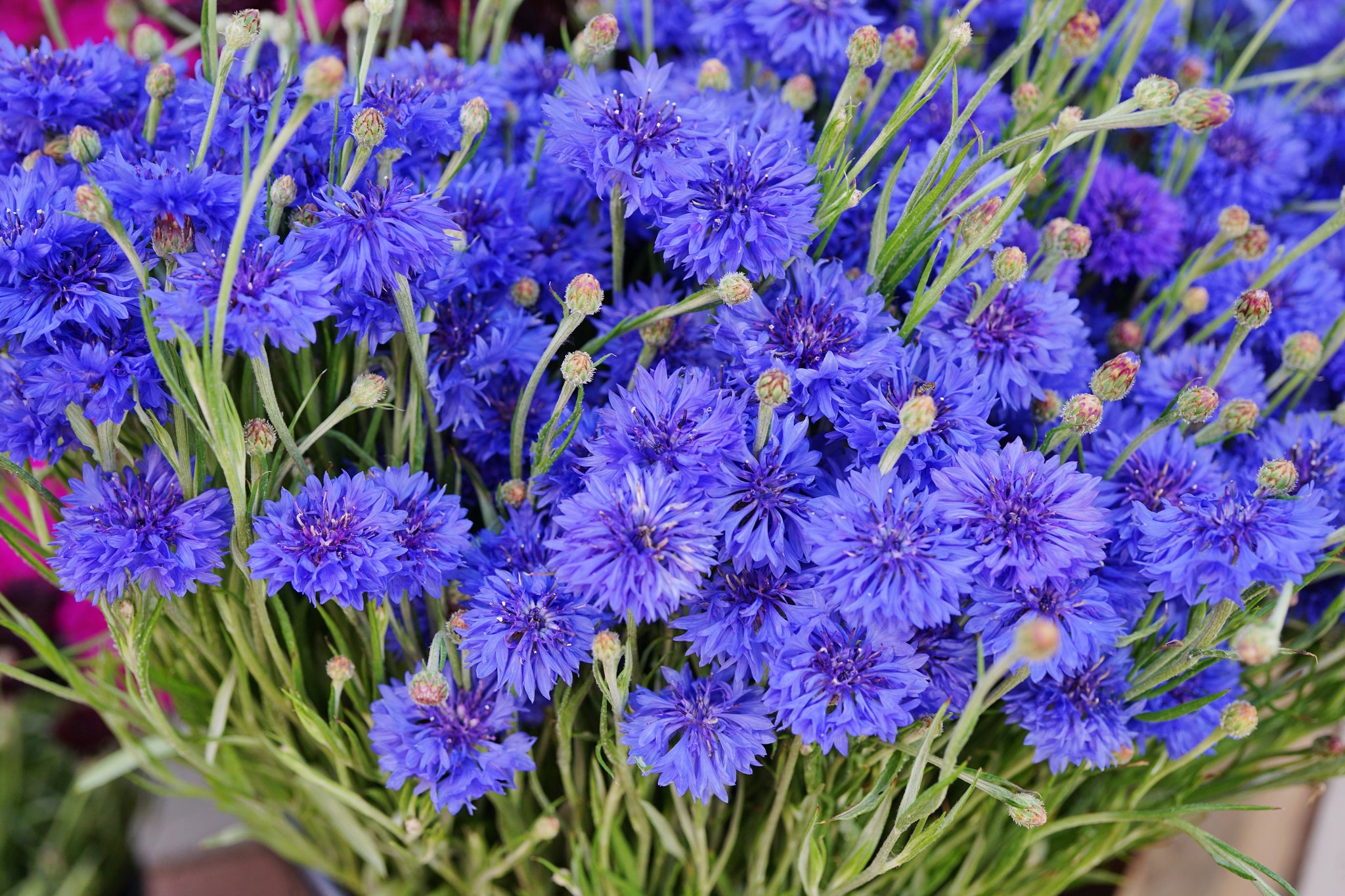 Bachelor Button — Rohrer Seeds