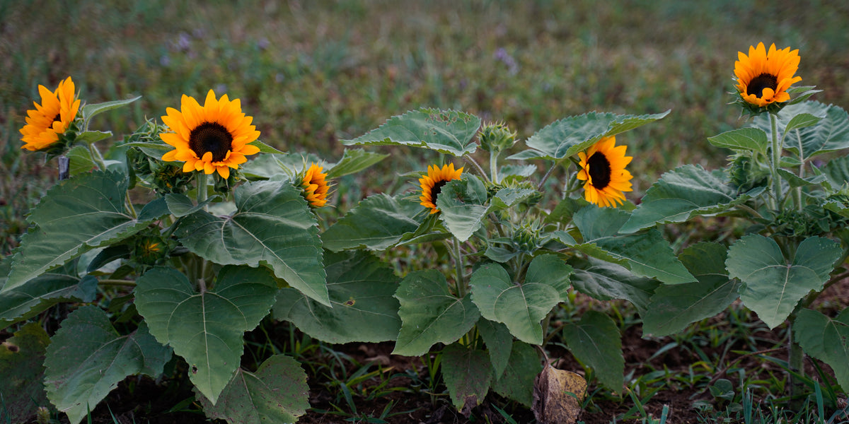 Junior Sunflower Seeds — Rohrer Seeds