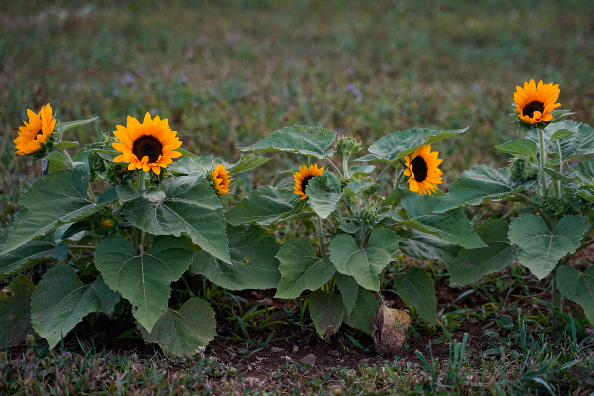 Junior Sunflower Seeds — Rohrer Seeds