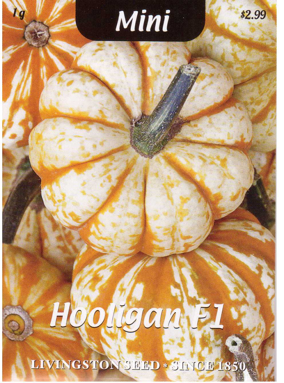 Hooligan F1 Pumpkin — Rohrer Seeds