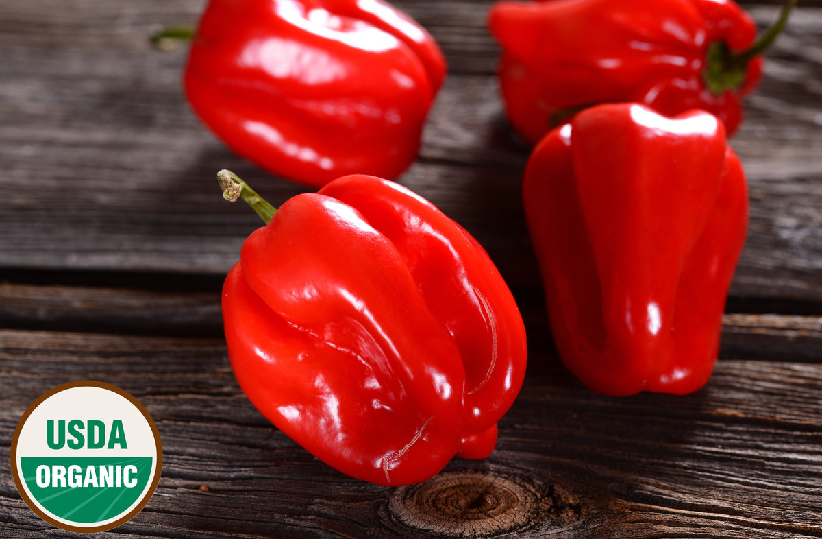 Organic Hot Pepper Seeds - USDA Red Habanero (30 Seeds) — Rohrer Seeds