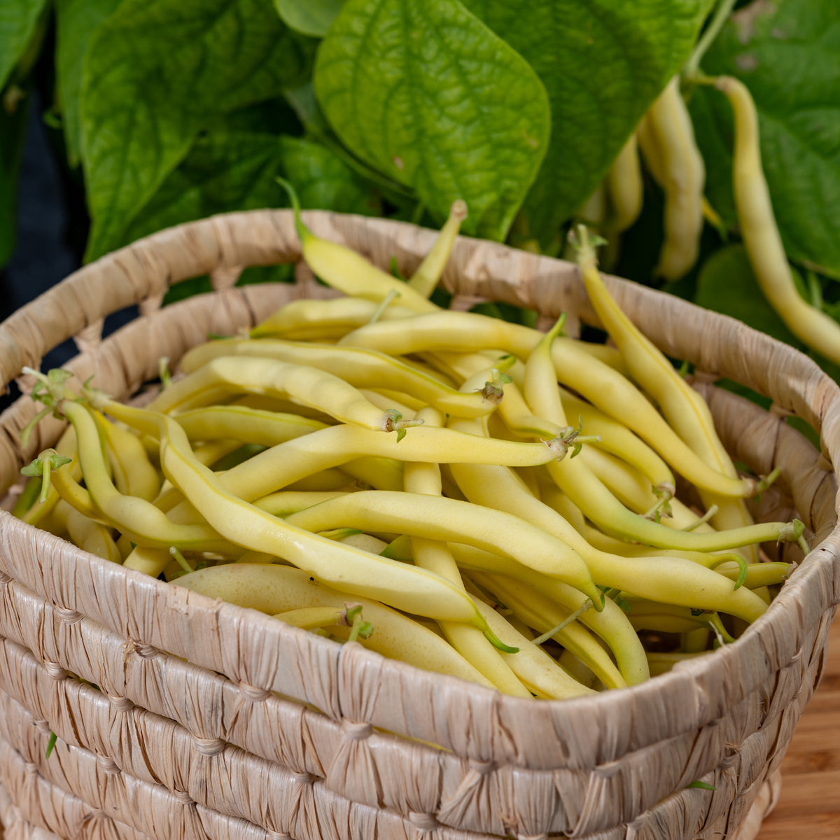 Pencil-pod / Black Seeded Wax Bean Seeds — Rohrer Seeds