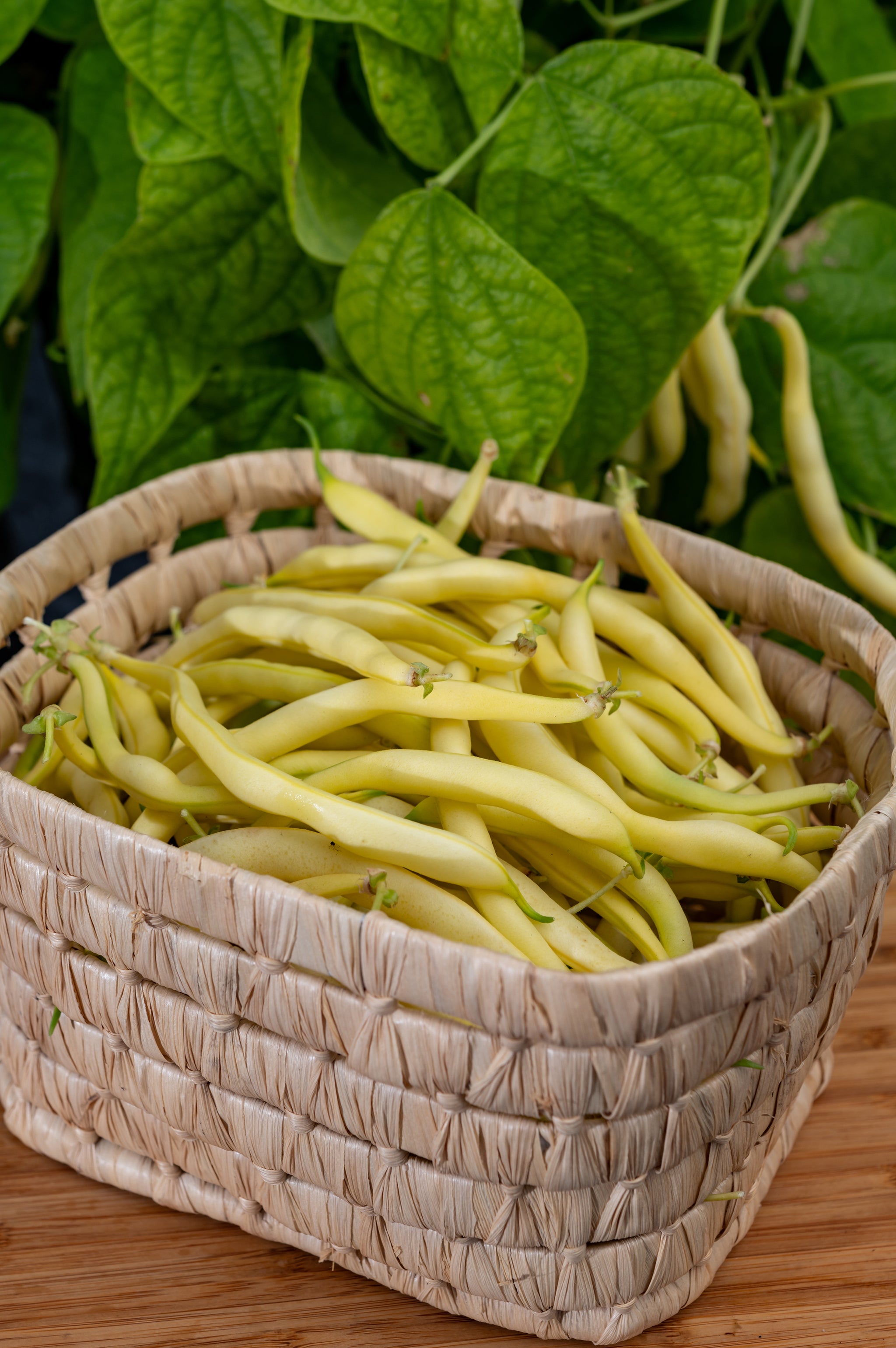 Bush Bean Seeds — Rohrer Seeds
