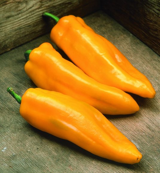 Mama Mia Giallo Hybrid Pepper — Rohrer Seeds