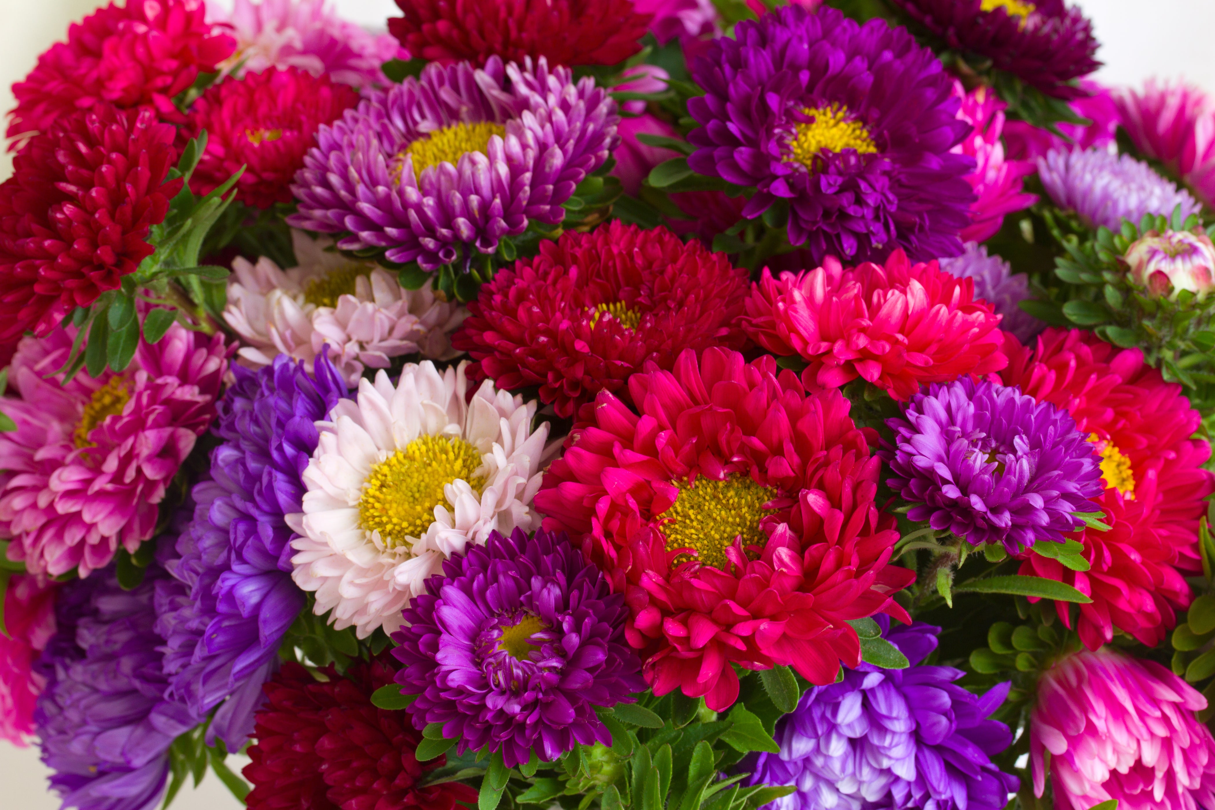 Powderpuff Aster Seeds — Rohrer Seeds