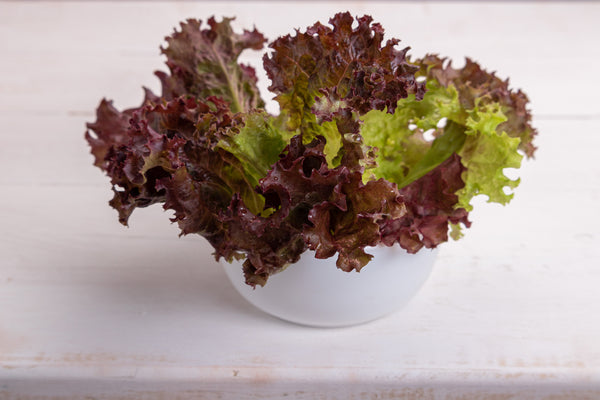 Prizehead Lettuce Seeds | Rohrer Seeds
