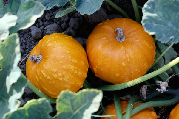 Toad Pumpkin | Rohrer Seeds