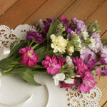 Stock Ten Week Perfume — Rohrer Seeds