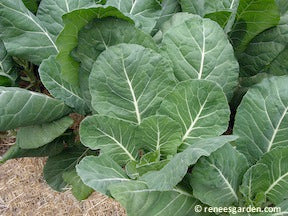Green Flash Collards — Rohrer Seeds