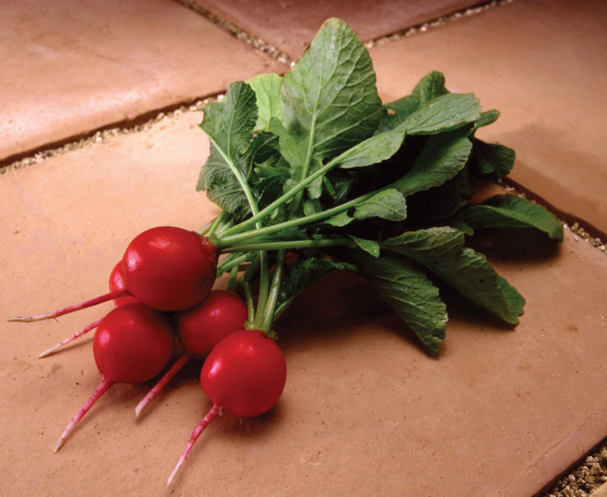 Fireball F1 Radish Seeds — Rohrer Seeds