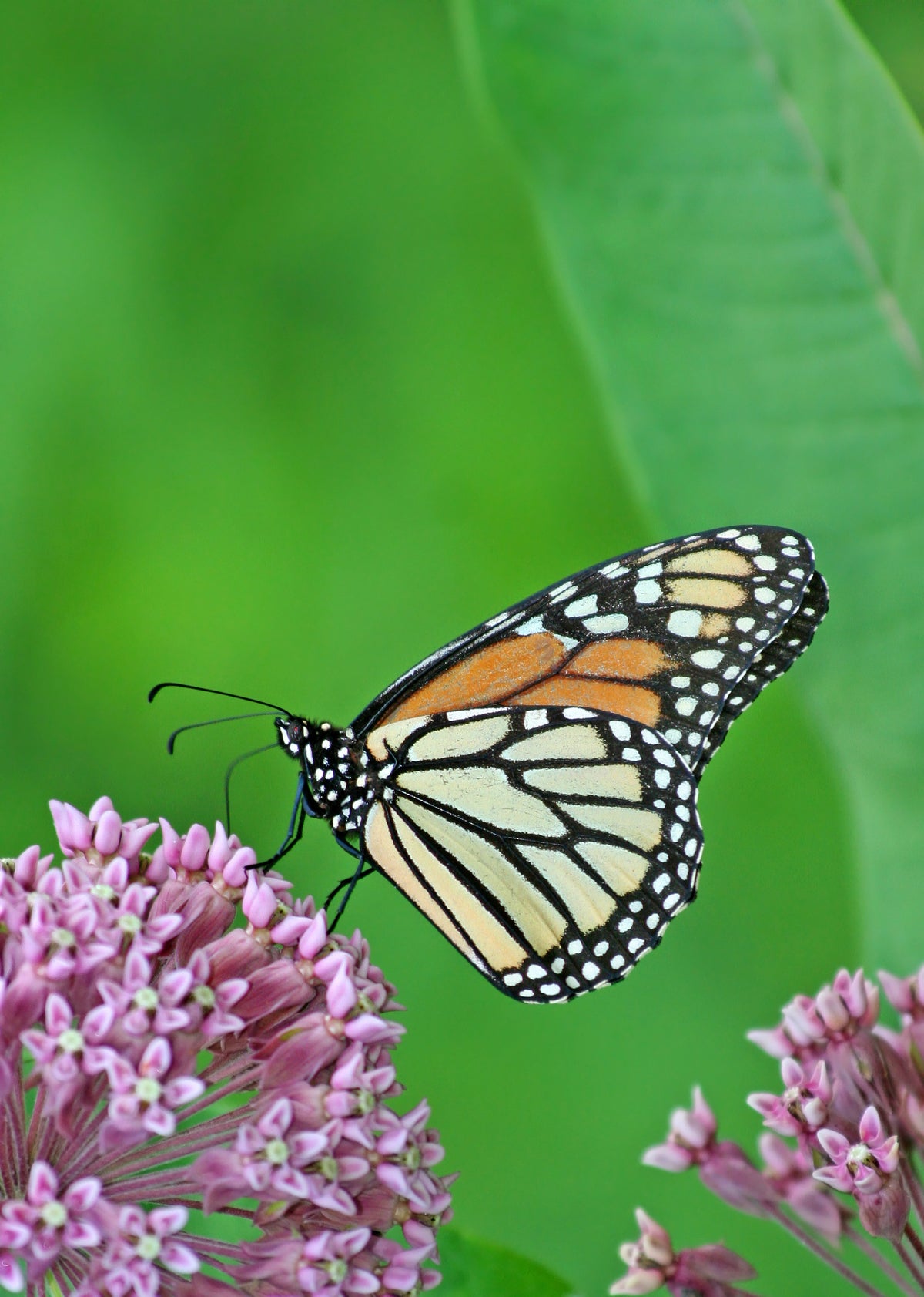 Red (Swamp) Milkweed Seeds — Rohrer Seeds