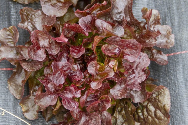 Red Sails Lettuce Seeds | Rohrer Seeds