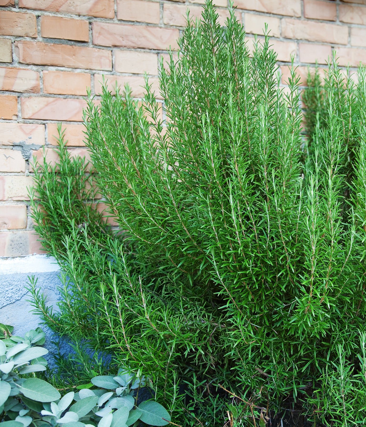 Rosemary Seeds — Rohrer Seeds