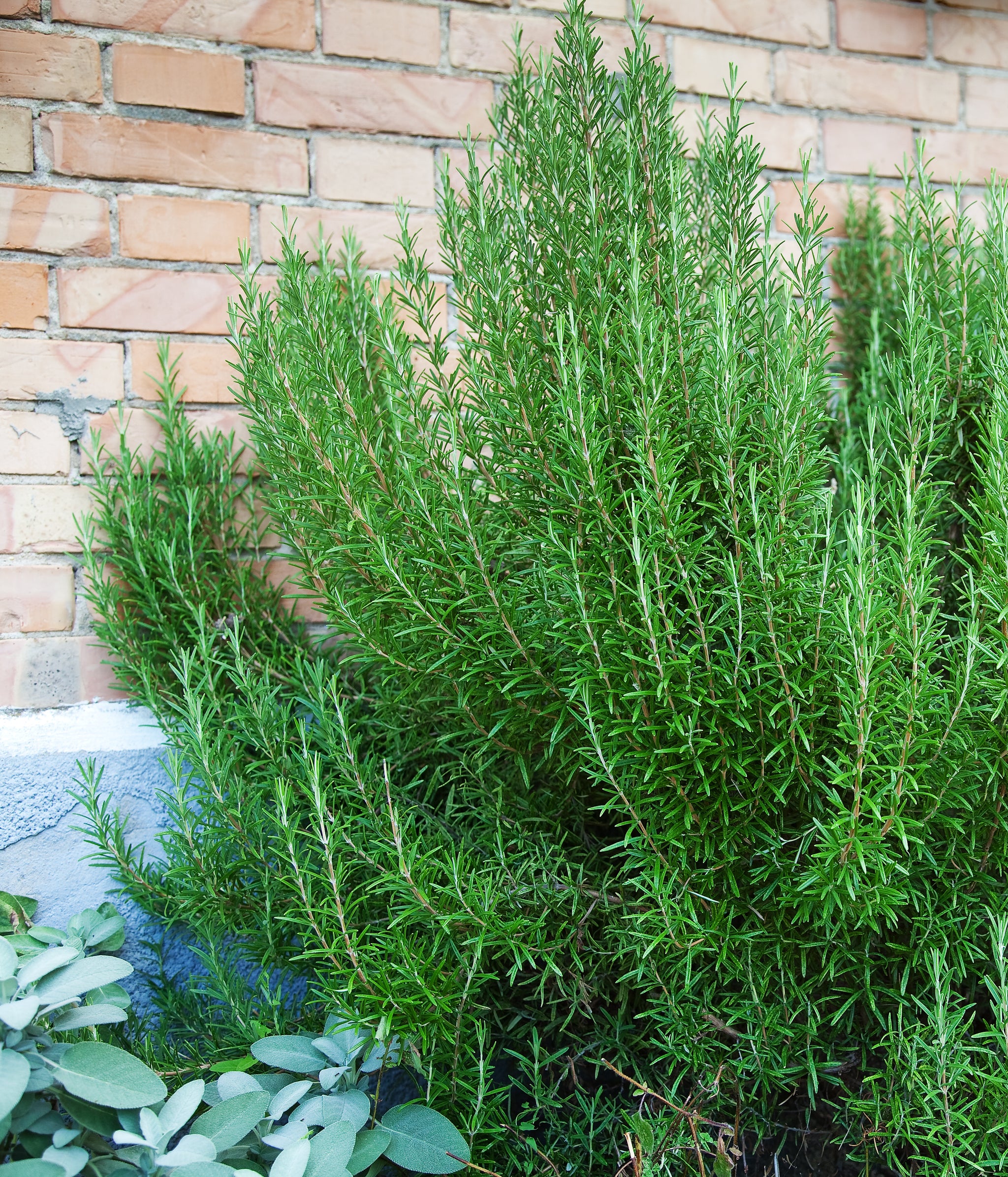 Rosemary Seeds — Rohrer Seeds