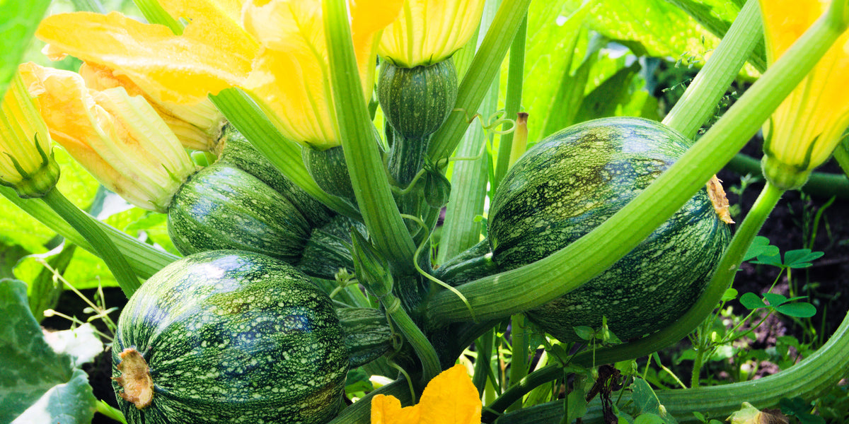 Round Zucchini Squash Seeds — Rohrer Seeds