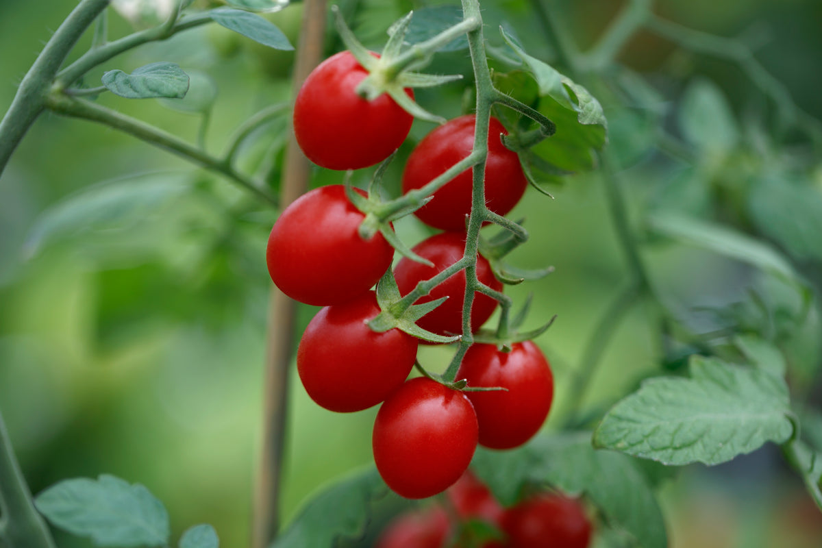 Ruby Crush Grape Tomato (10 seeds), Container Collection — Rohrer Seeds