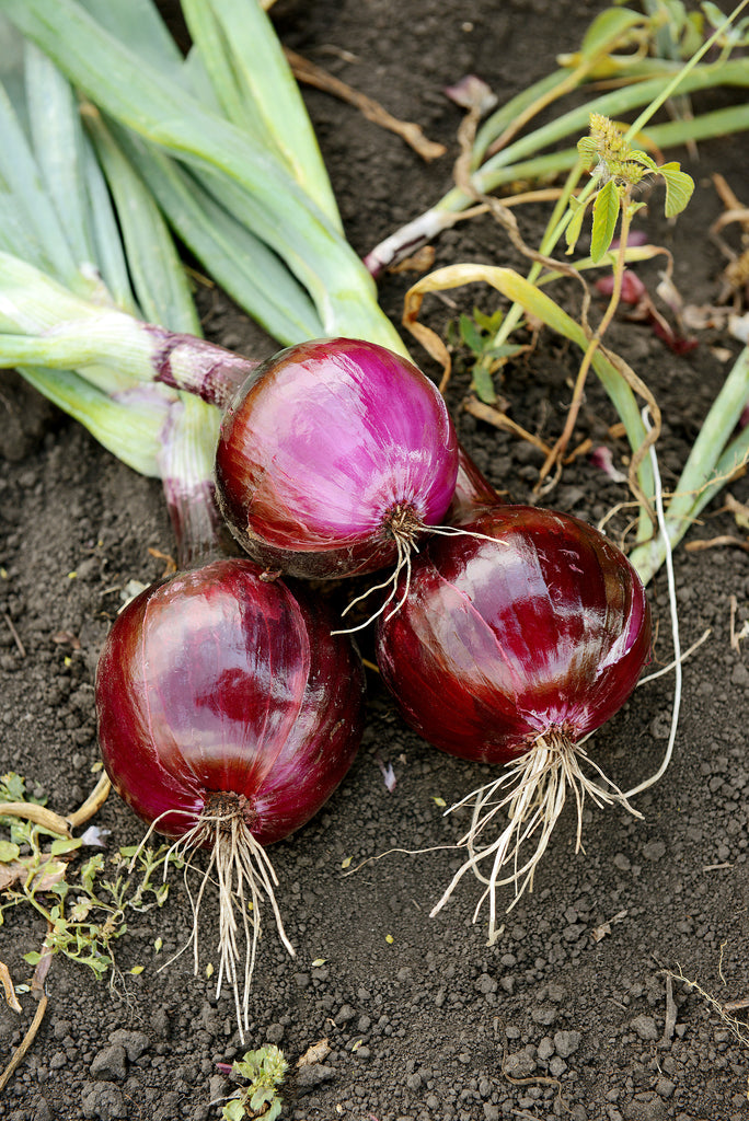 Patterson Onion Seeds Ruby – 200+ Non-GMO Red Stem Scallion Seeds For ...