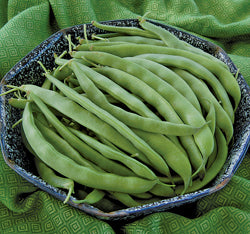 Bountiful Stringless Bush Bean — Rohrer Seeds