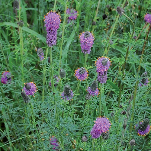 Purple Prairie Clover — Rohrer Seeds