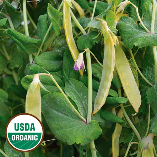 Golden Sweet Edible Podded Peas | Rohrer Seeds