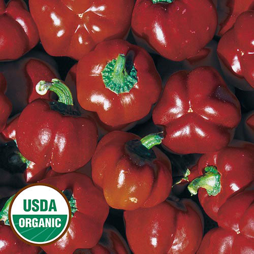 Sheepnose Pimento Pepper — Rohrer Seeds