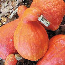 Boston Marrow Squash — Rohrer Seeds