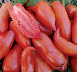 Federle Tomato — Rohrer Seeds