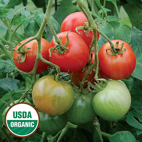 Stupice Tomato — Rohrer Seeds