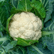 cauliflower full bloom