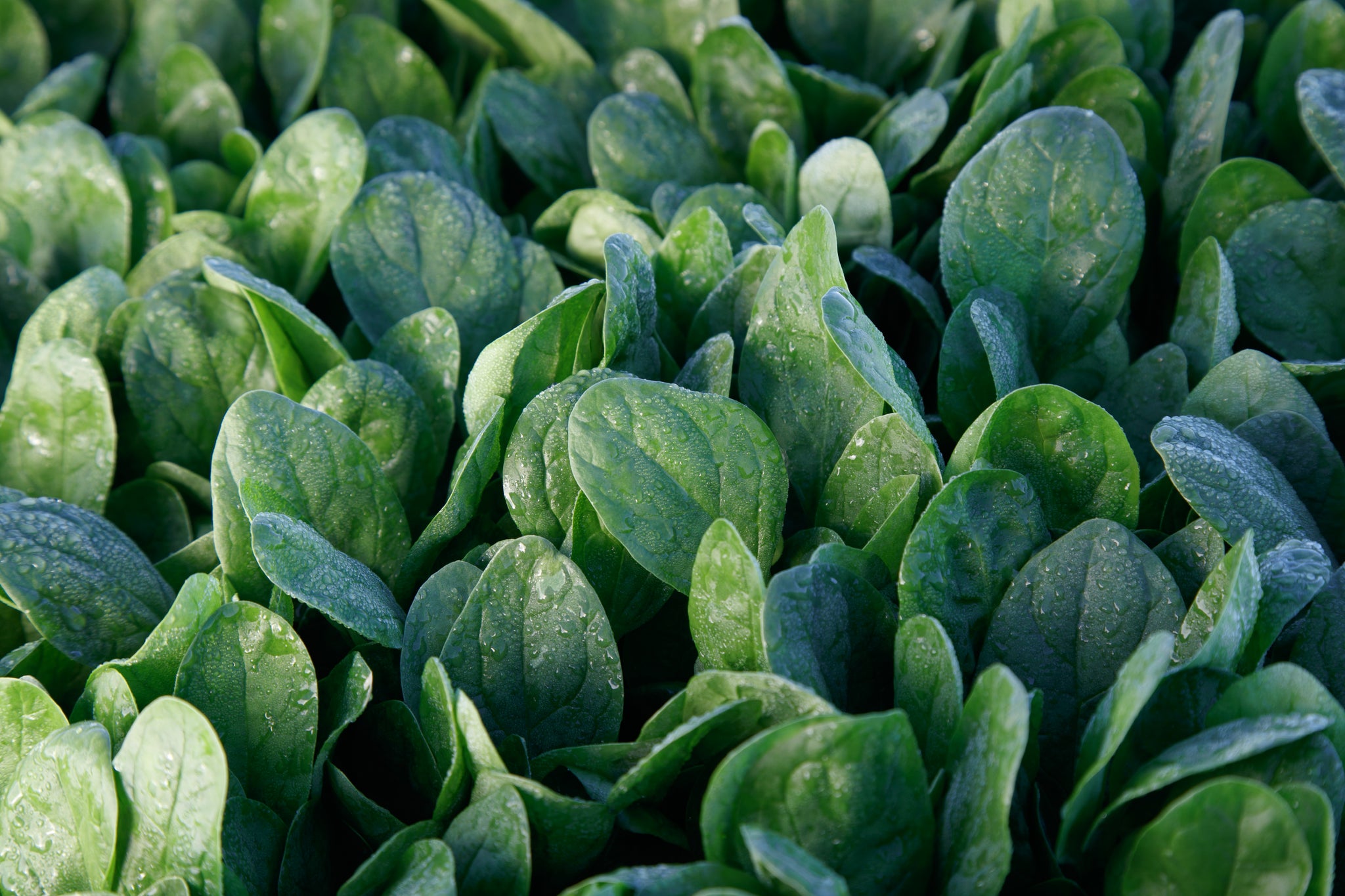 Spinach Seeds — Rohrer Seeds
