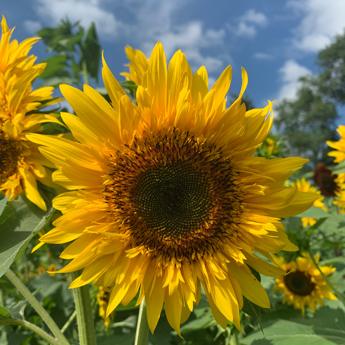 Starburst Lemon Eclair Sunflower Seeds — Rohrer Seeds